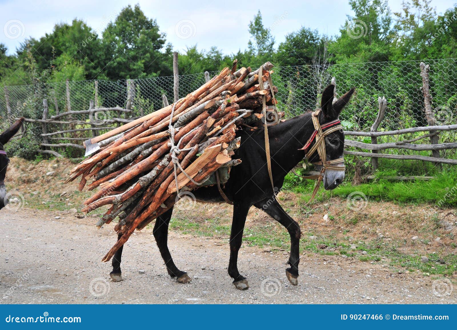Pesado del burro cargado foto de archivo. Imagen de carga - 90247466