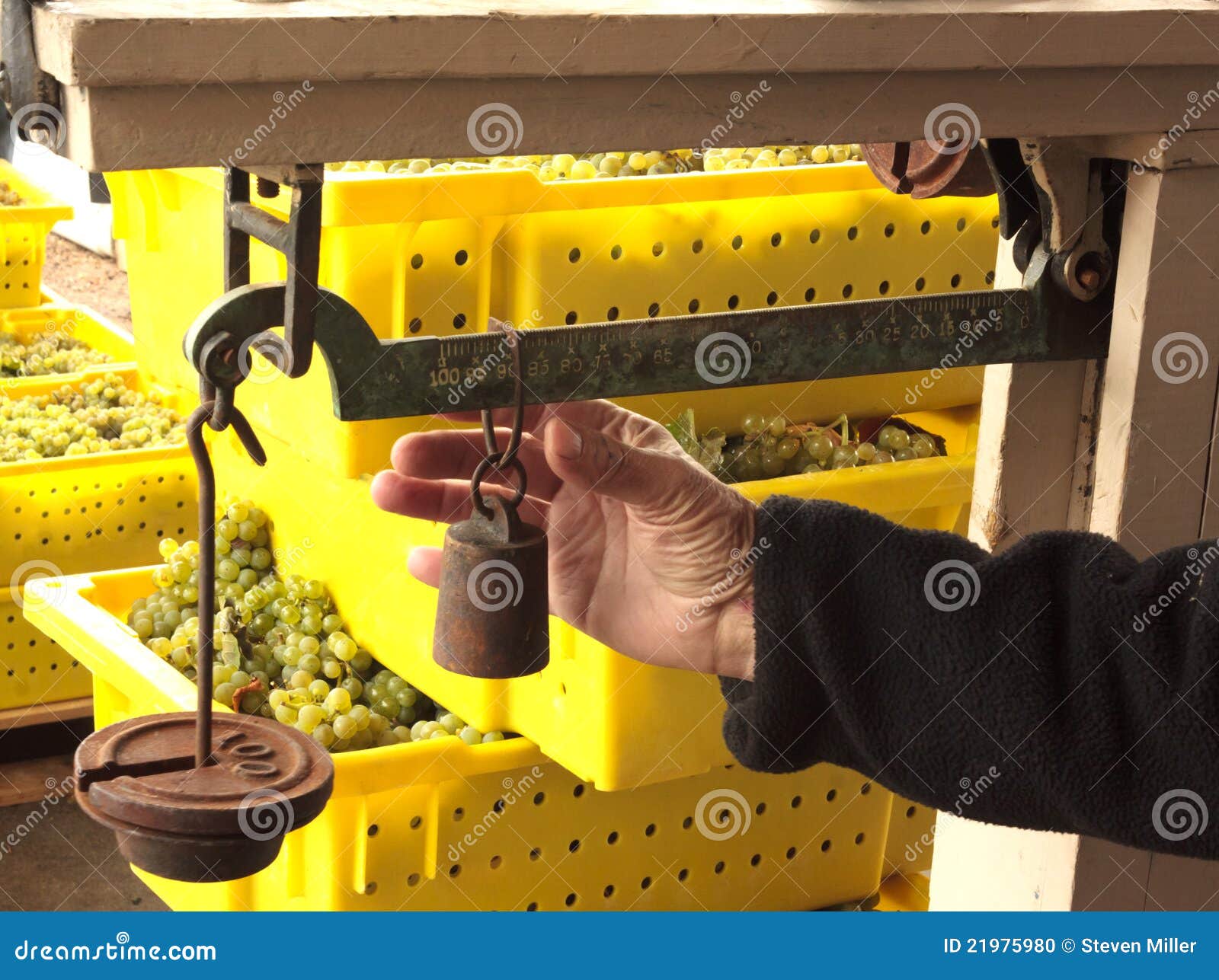 Pesando uvas foto de stock. Imagem de fazenda, adega - 21975980