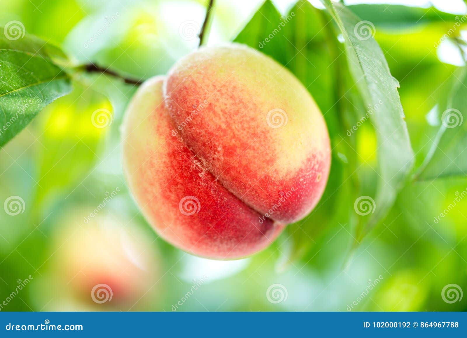 Pesca fotografia stock. Immagine di sugoso, frutta, pesca - 102000192