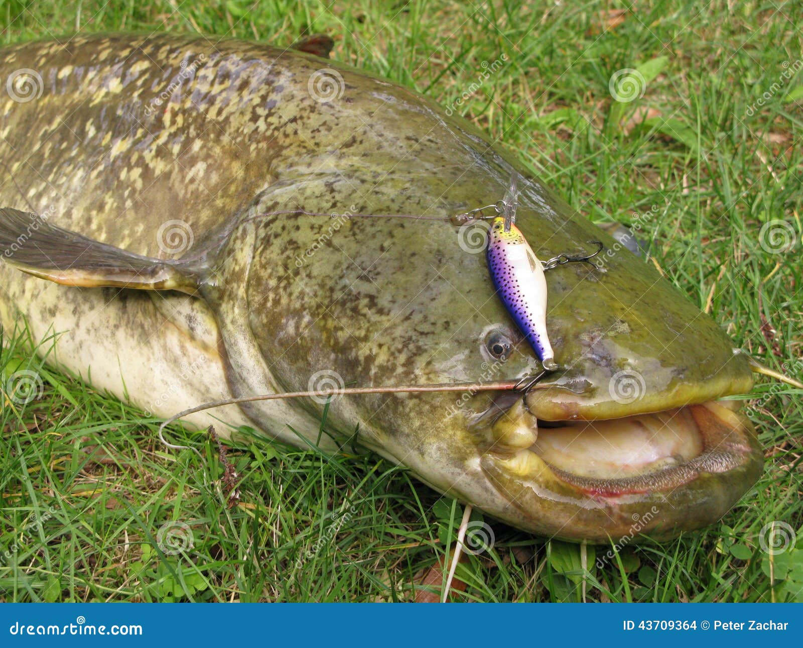 Pesca del pesce gatto fotografia stock. Immagine di barca - 43709364