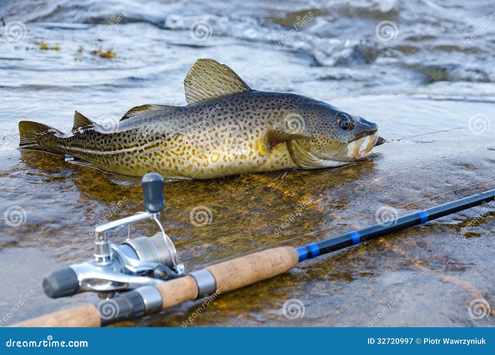 Pesca Della Costa Del Merluzzo Immagine Stock - Immagine di esterno ...