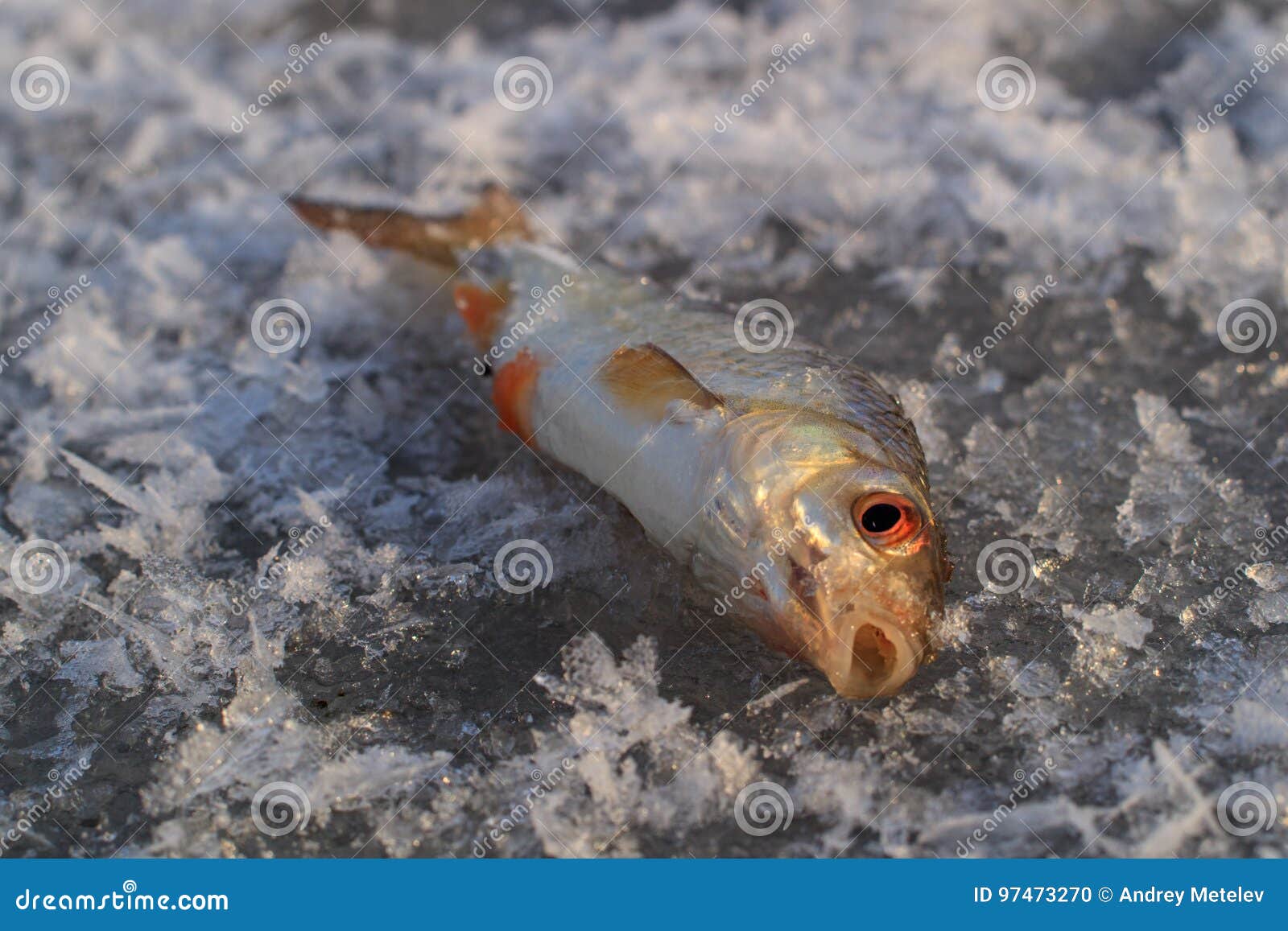 Pesca Do Gelo, Peixe Travado No Gelo Foto de Stock - Imagem de congelar ...