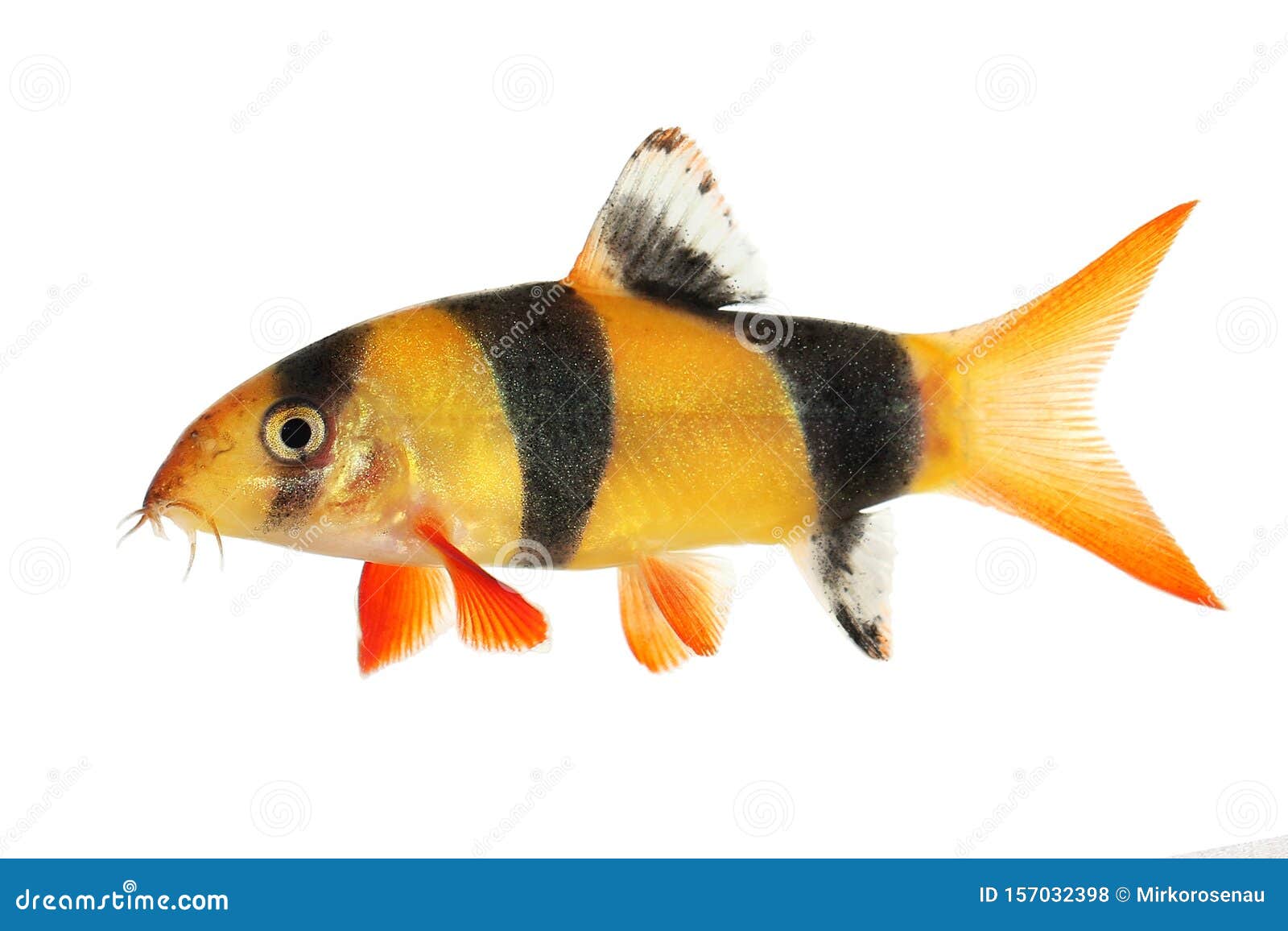 Pescado Botia Botia Botia Botia Macracanthus Macracanthus Foto de ...