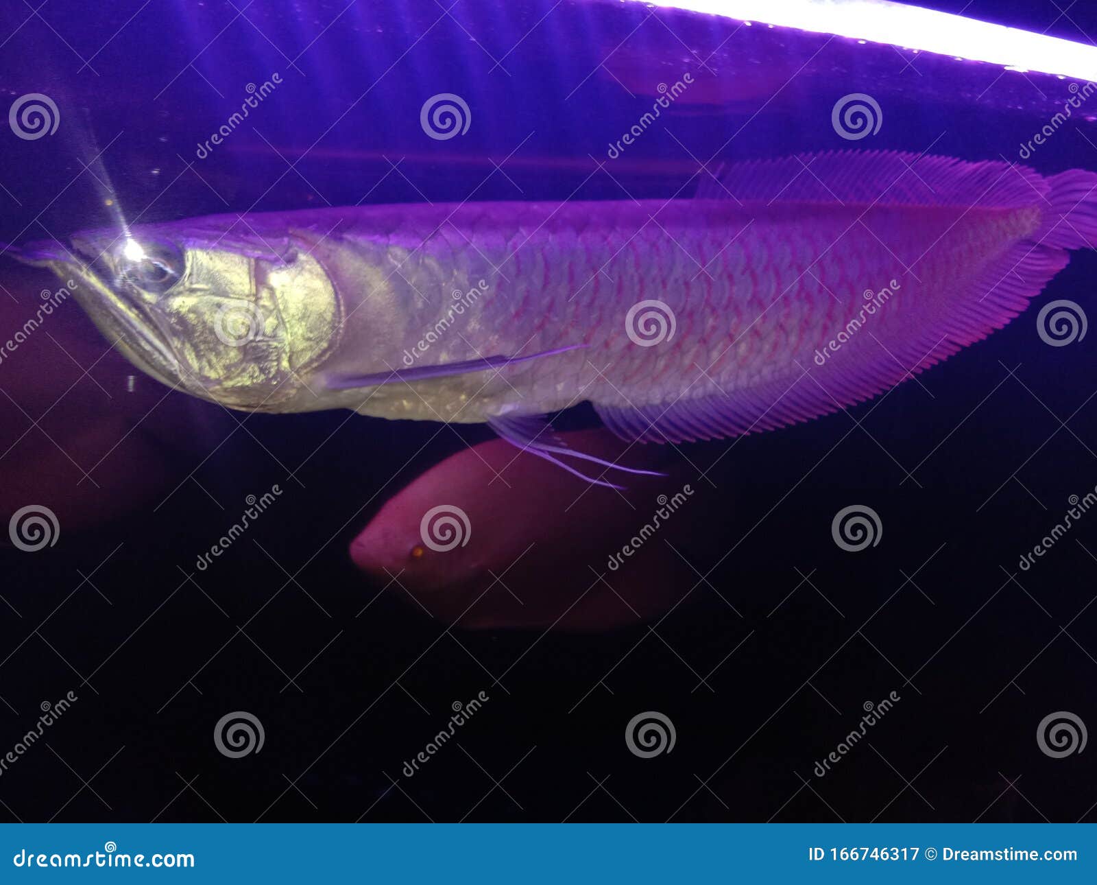 Pescado de arowa dorada imagen de archivo. Imagen de afortunado - 166746317