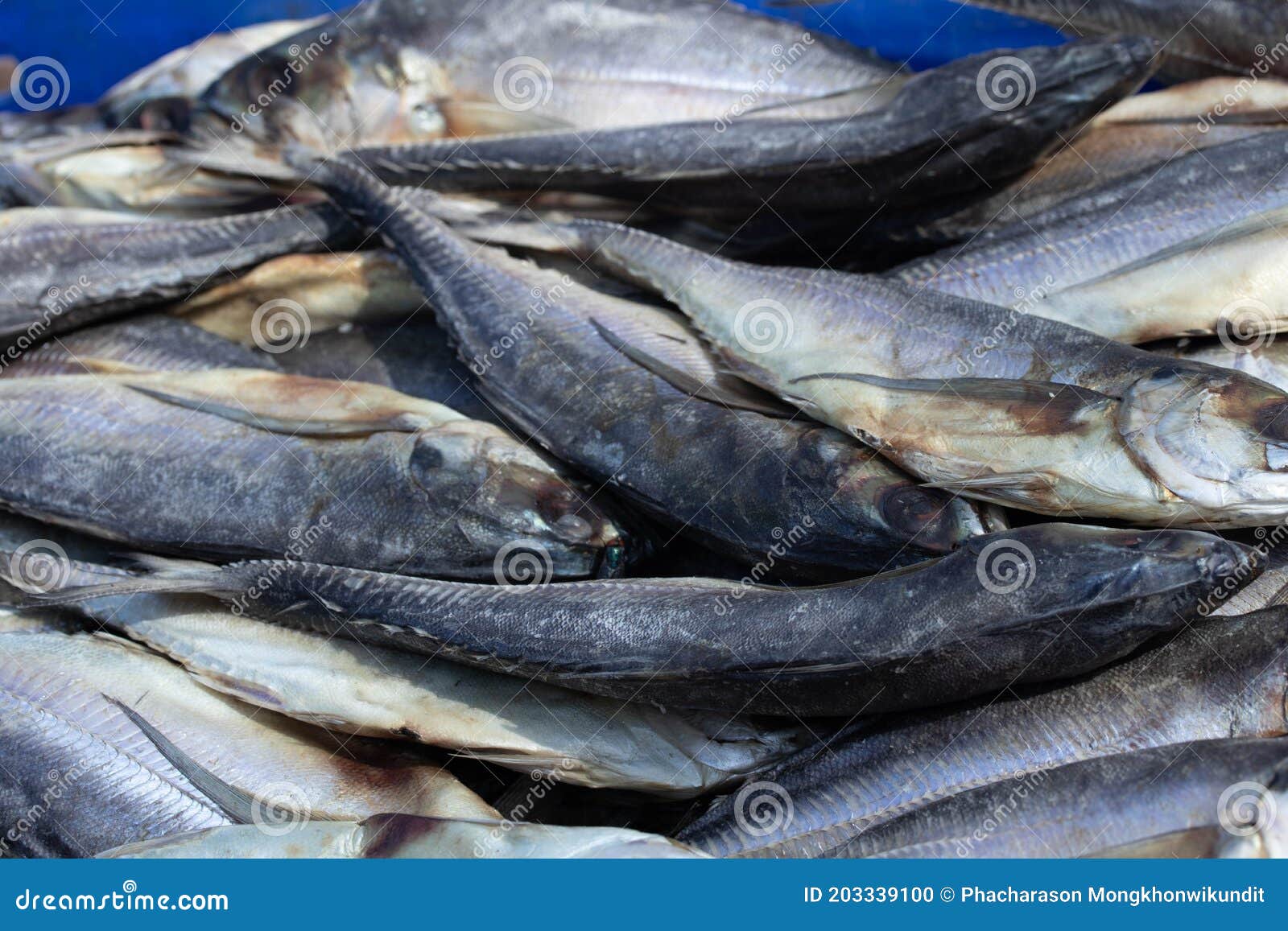Pescado seco salado al sol foto de archivo. Imagen de primer - 203339100