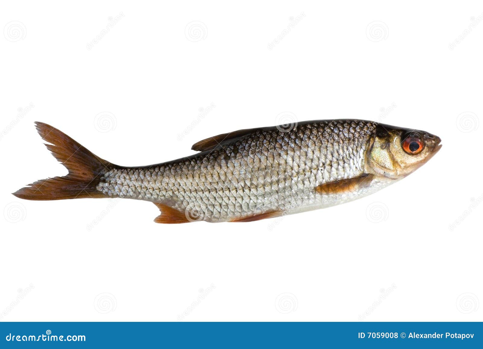 Pescados Aislados Del Escarcho Foto de archivo - Imagen de cara ...