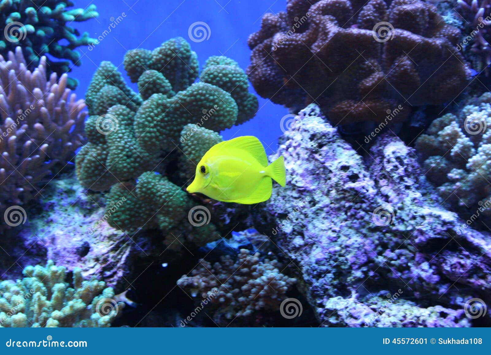 Pescados Amarillos En Acquarium Imagen de archivo - Imagen de agua ...