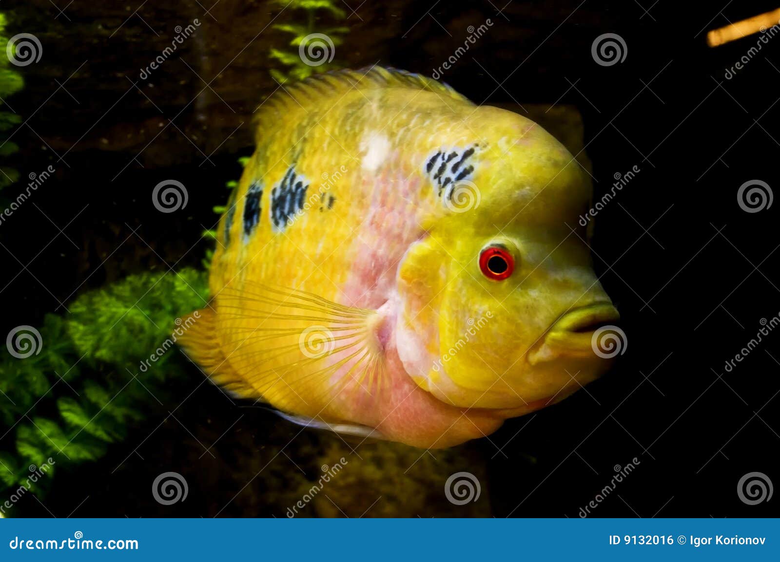 Pescados amarillos en agua foto de archivo. Imagen de acuario - 9132016