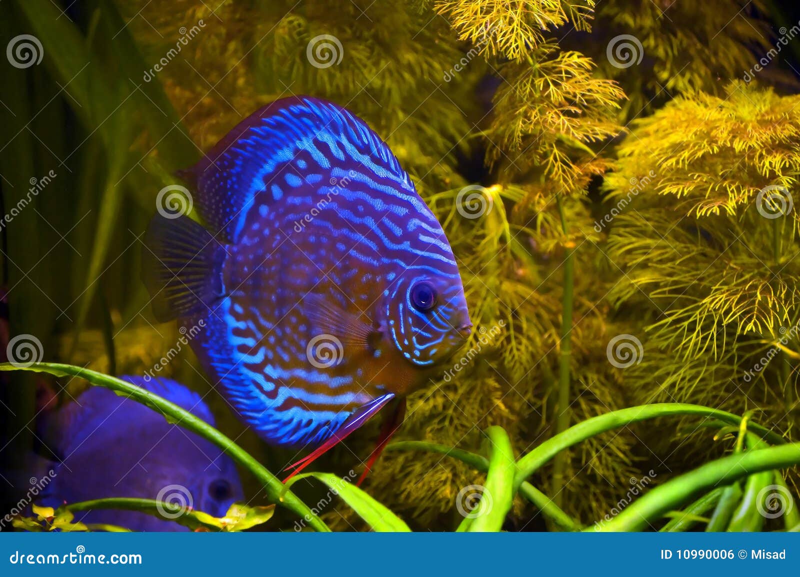 Pescados azules foto de archivo. Imagen de color, tanque - 10990006