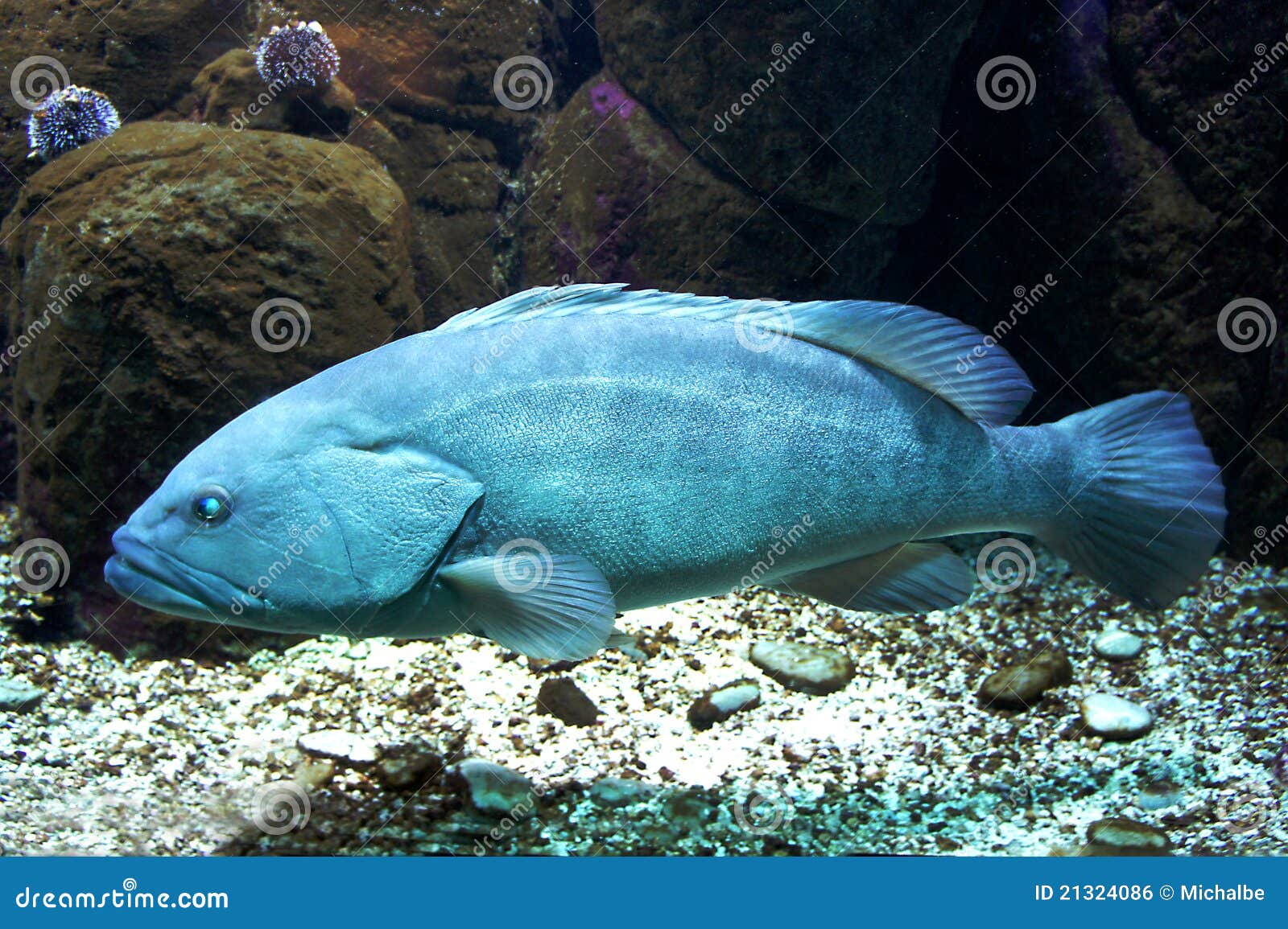 Pescados azules foto de archivo. Imagen de azul, agua - 21324086