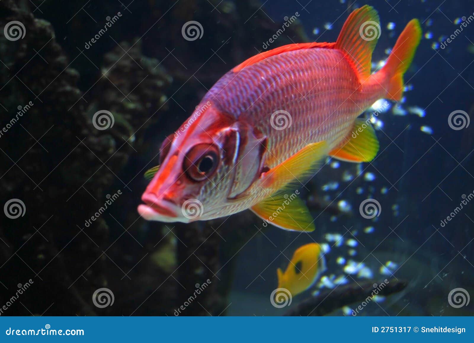 Pescados beta rojos imagen de archivo. Imagen de piscis - 2751317