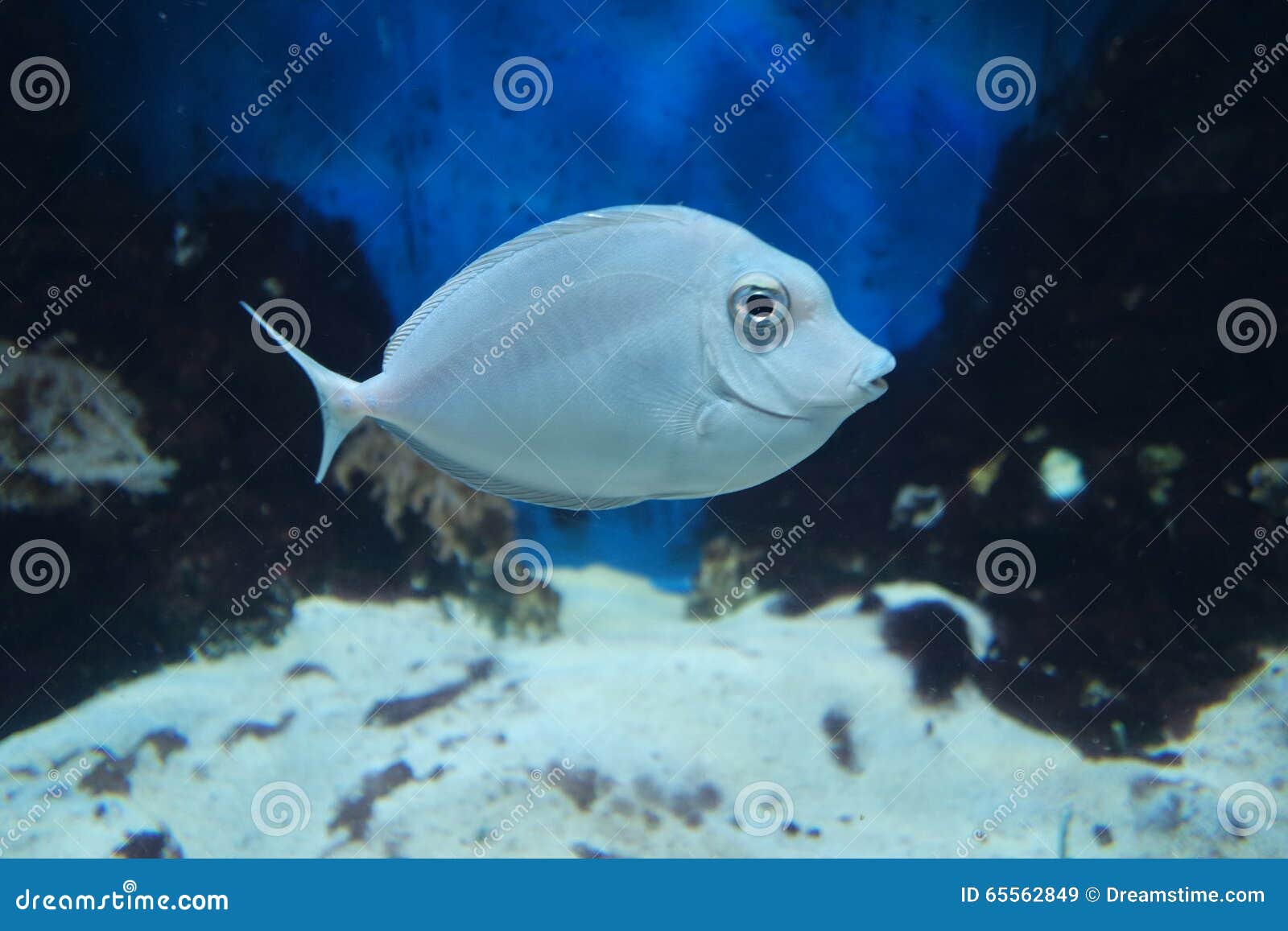 Pescados blancos imagen de archivo. Imagen de acuario - 65562849