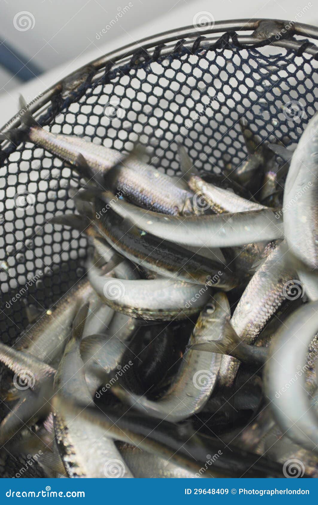 Pescados Cogidos En Red De Pesca Imagen de archivo - Imagen de frescura ...