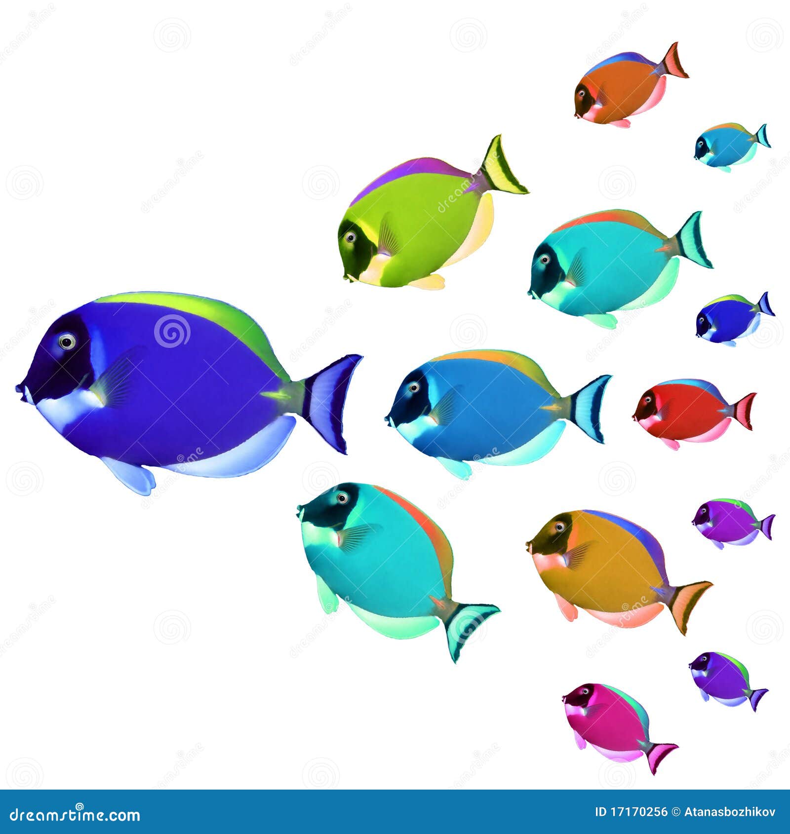 Pescados coloridos foto de archivo. Imagen de fauna, explorar - 17170256