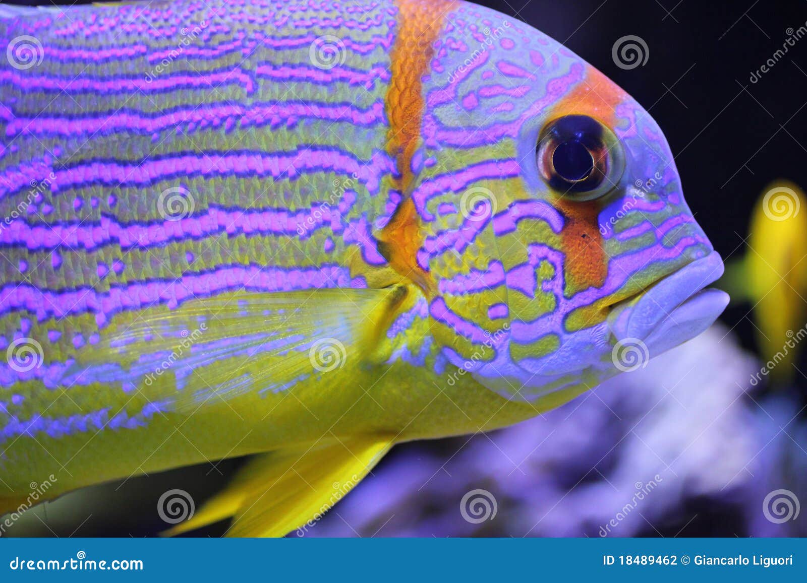 Pescados coloridos foto de archivo. Imagen de pureza - 18489462