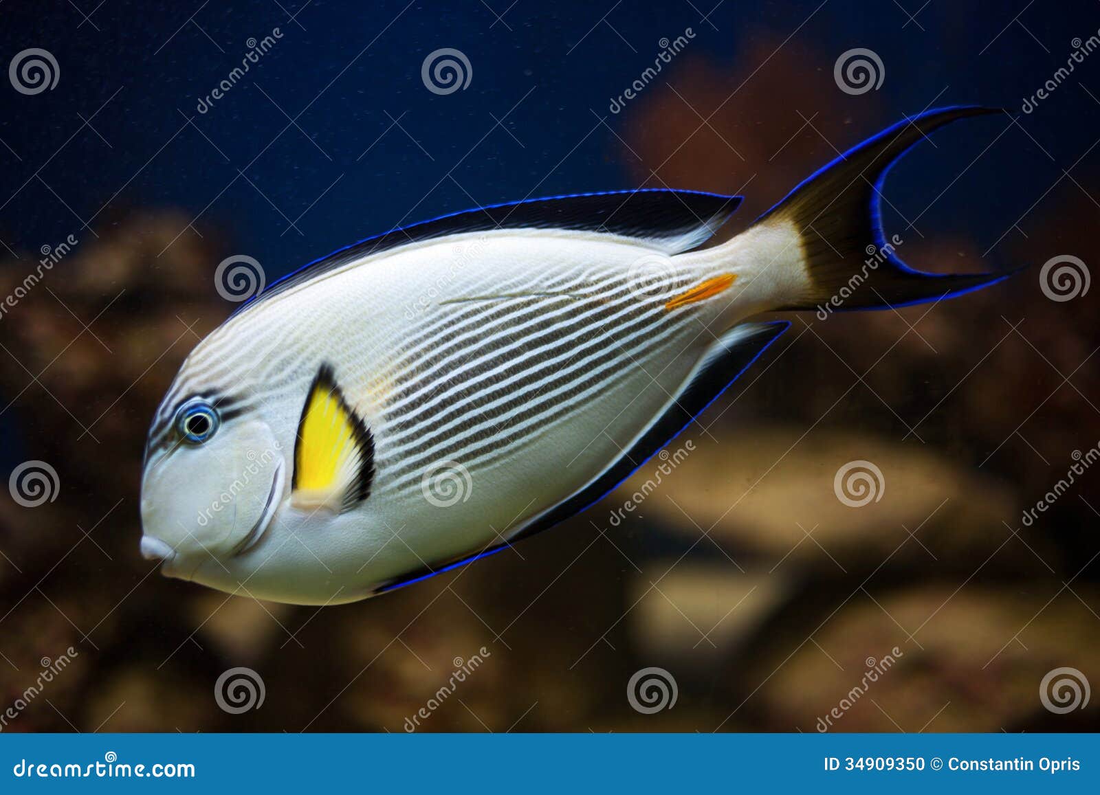 Pescados coloridos foto de archivo. Imagen de colorido - 34909350