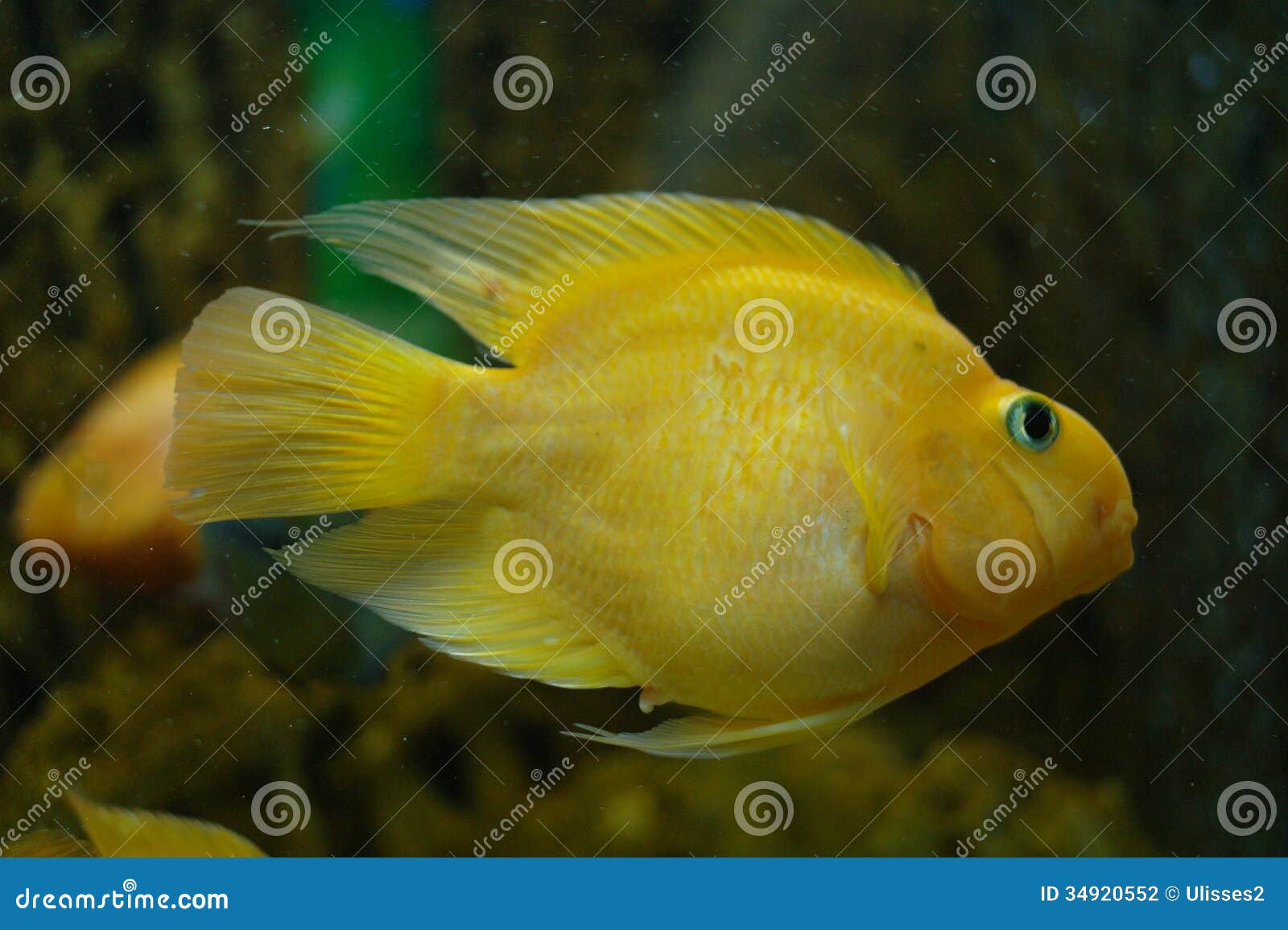 Pescados coloridos. foto de archivo. Imagen de marina - 34920552