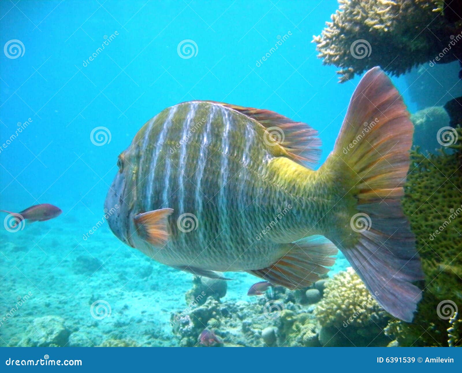 Pescados coloridos imagen de archivo. Imagen de colorido - 6391539