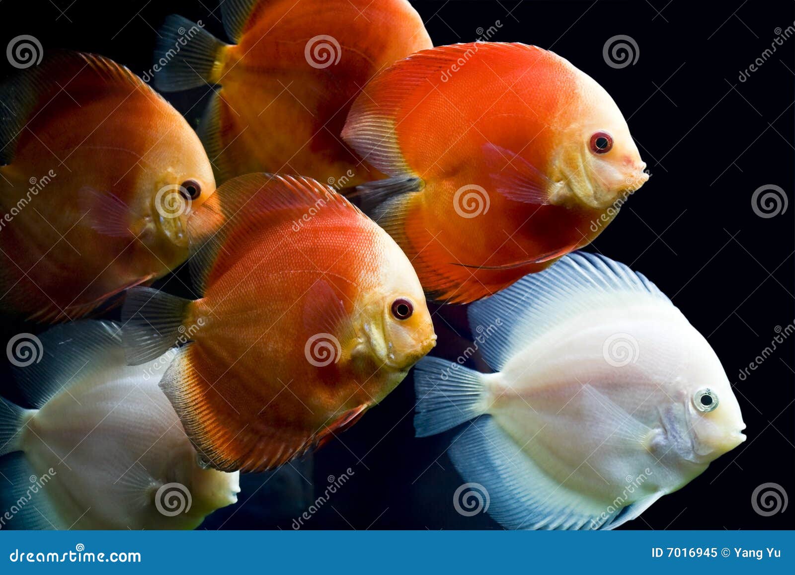 Pescados coloridos imagen de archivo. Imagen de coral - 7016945