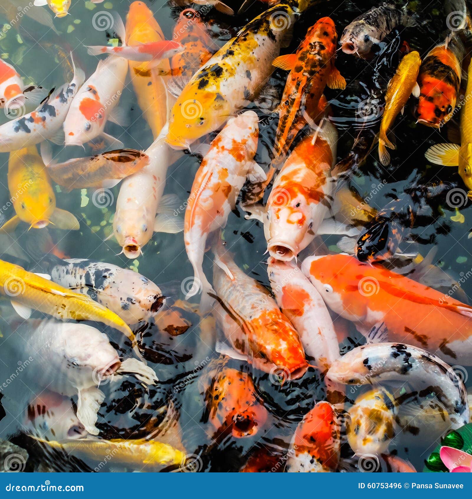 Pescados Coloridos De La Carpa Foto de archivo - Imagen de animal ...