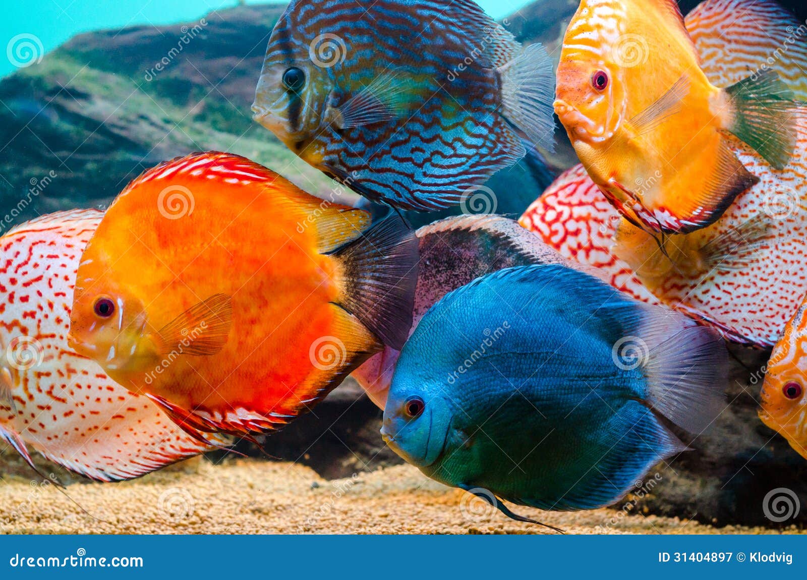 Pescados Coloridos Del Disco Imagen de archivo - Imagen de copete ...