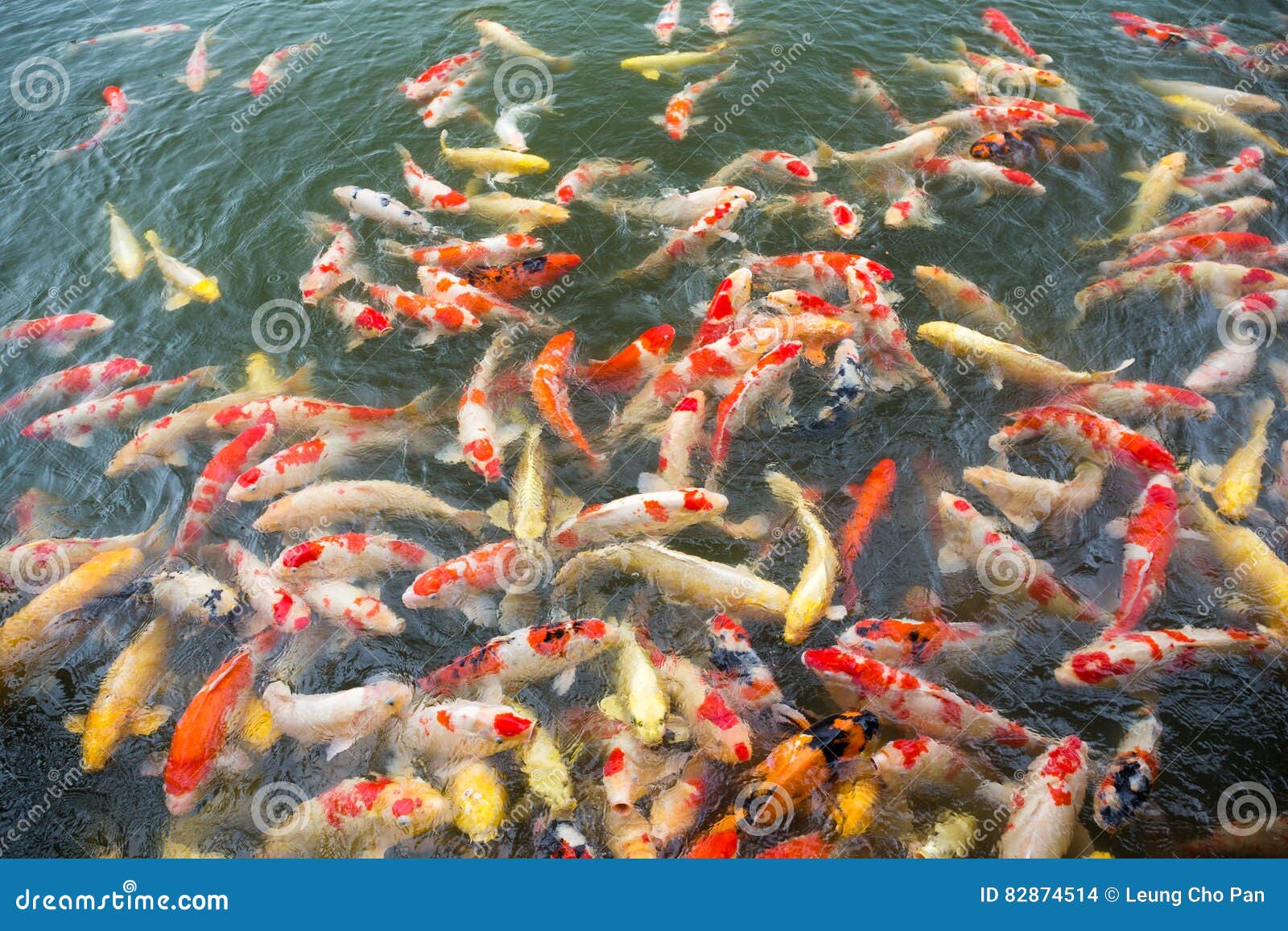 Pescados coloridos del koi foto de archivo. Imagen de piedra - 82874514