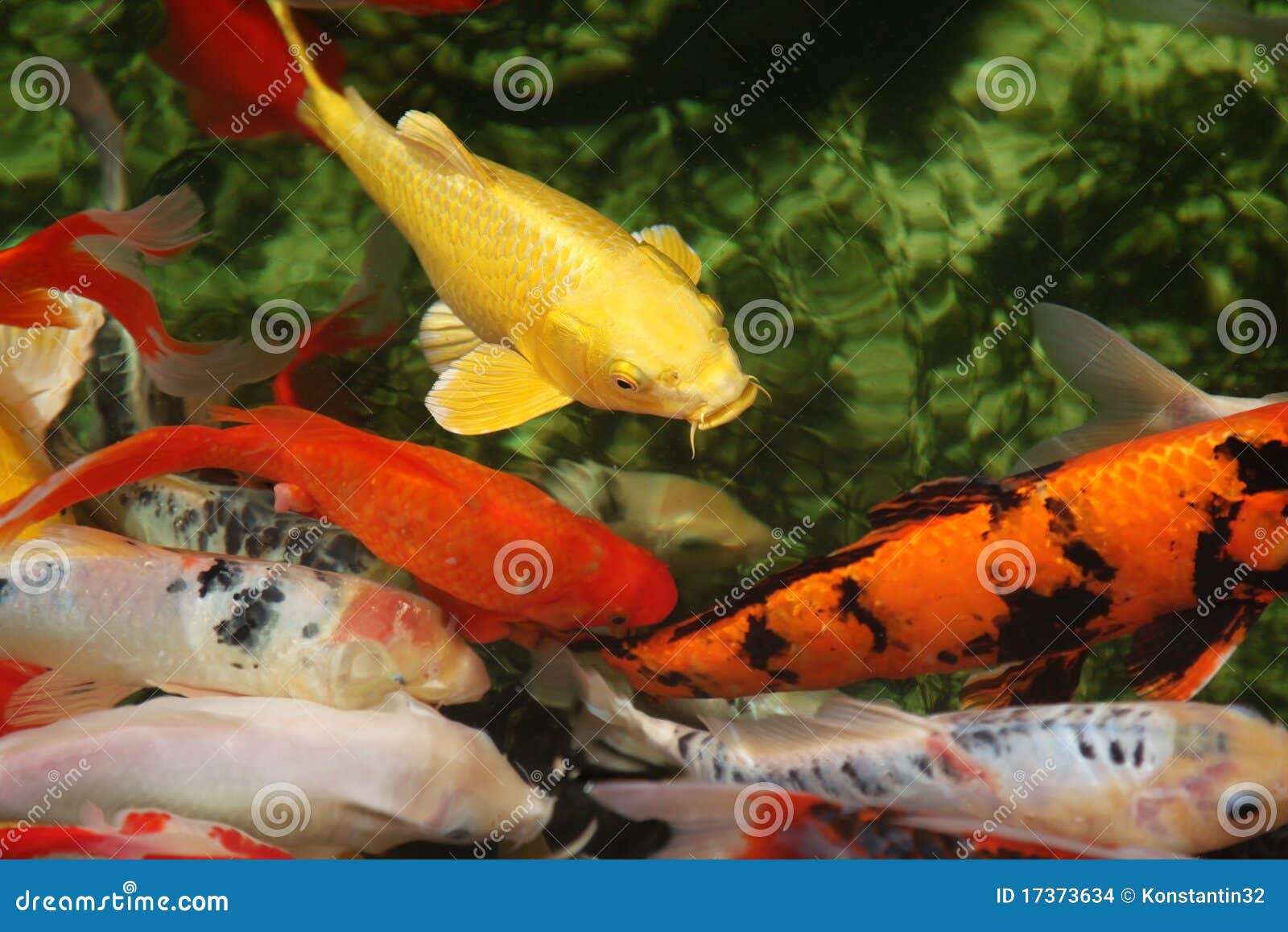Pescados Coloridos Tropicales Foto de archivo - Imagen de casero ...