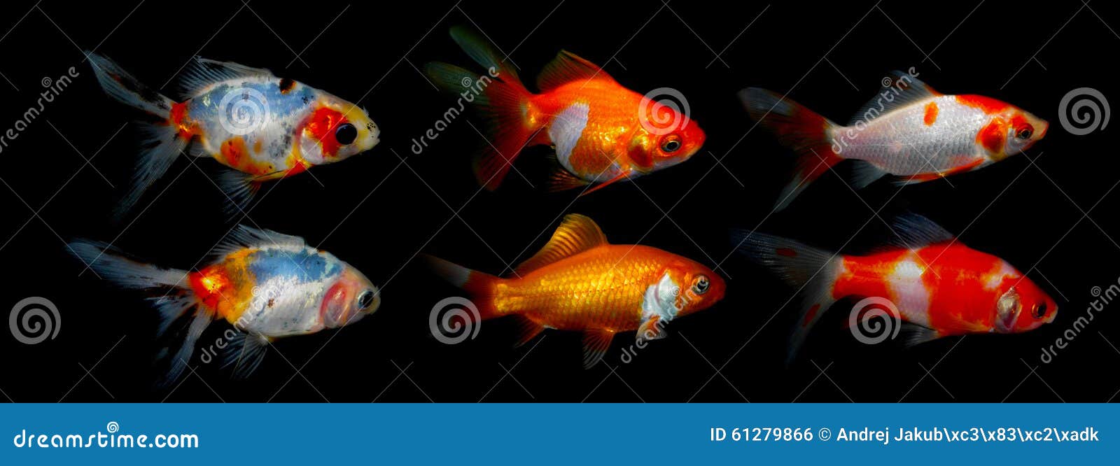 Pescados De Aquaarium Pez De Colores Foto de archivo - Imagen de lago ...