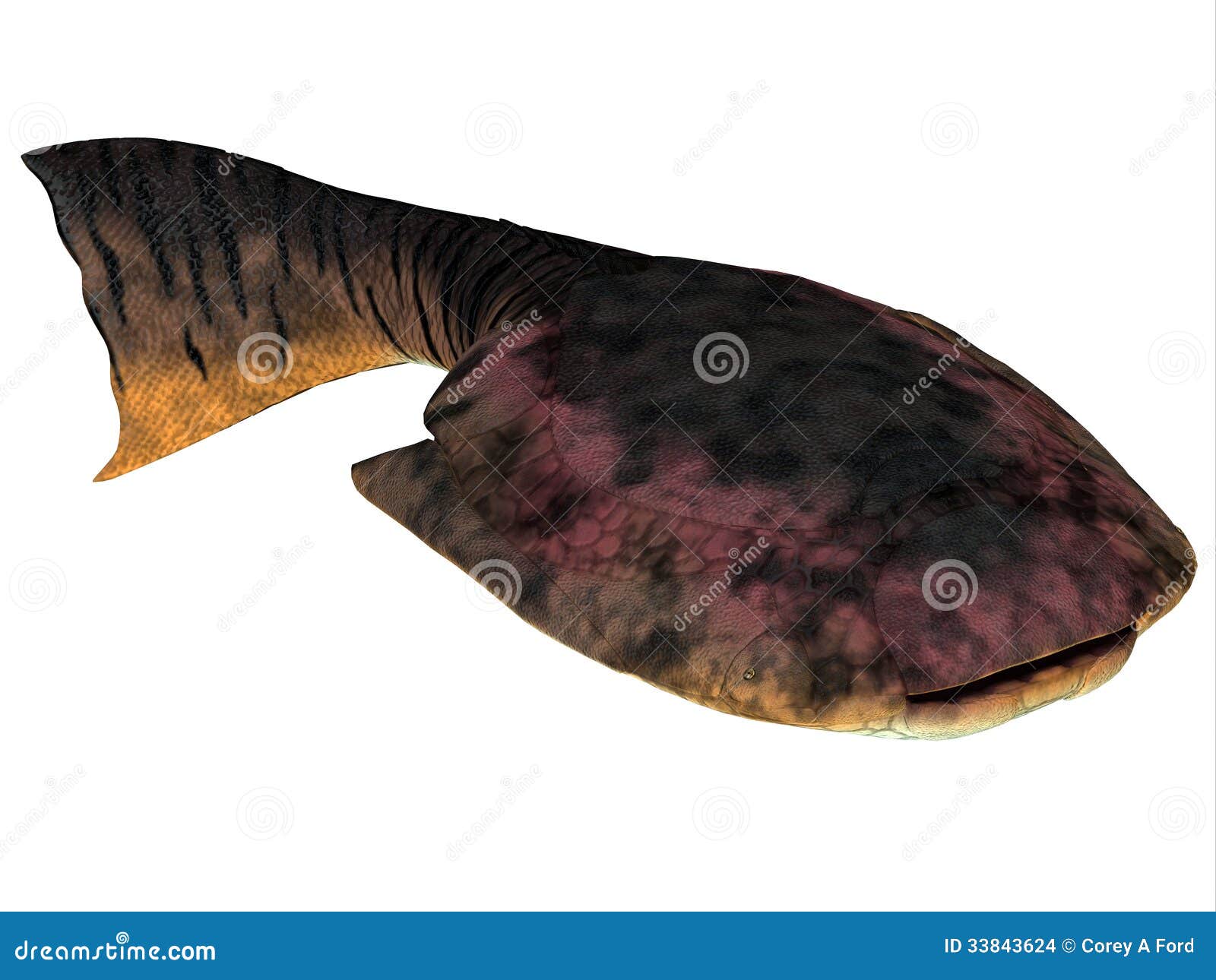 Pescados De Drepanaspis En Blanco Stock de ilustración - Ilustración de ...