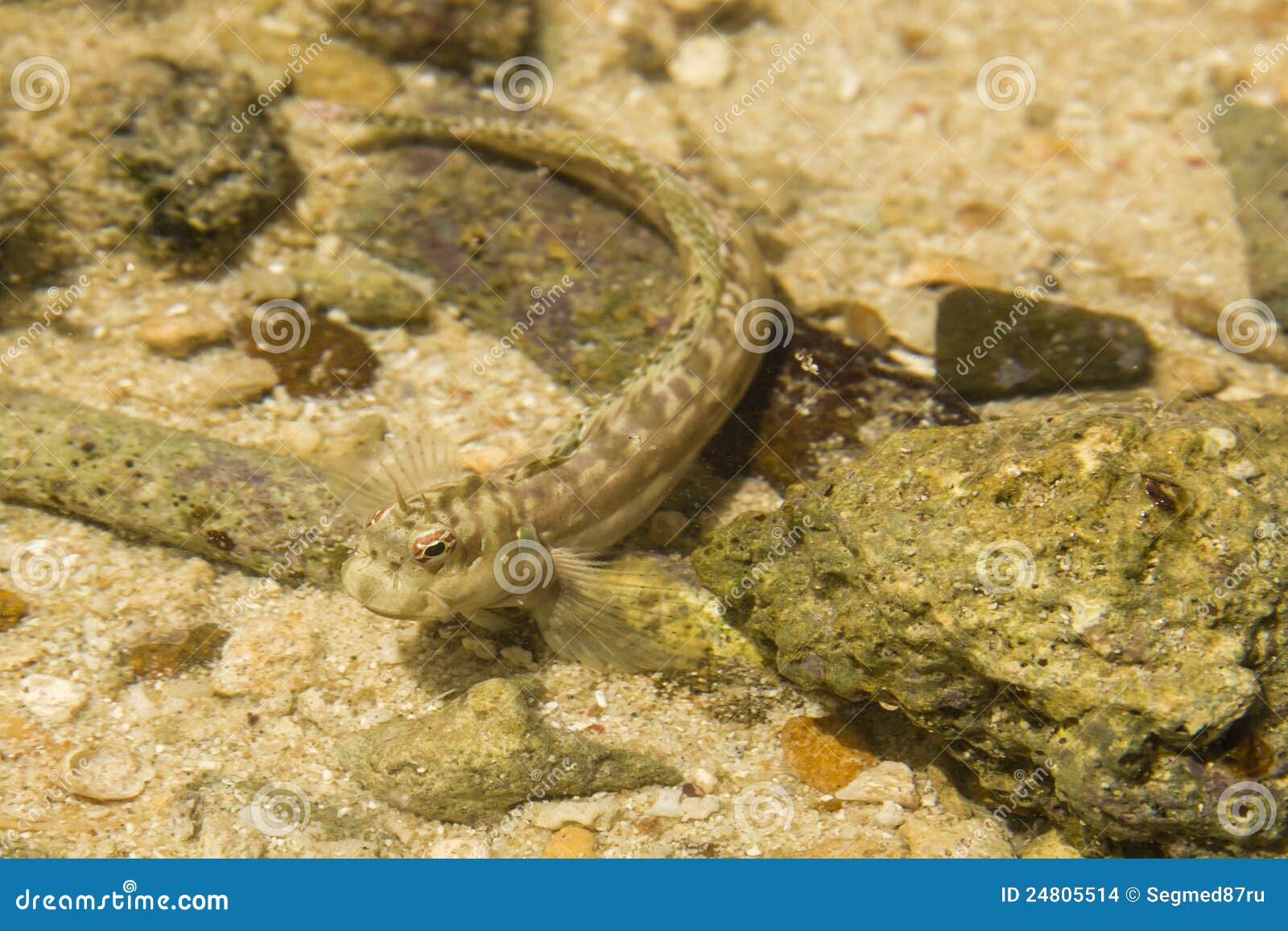 Pescados de la arena foto de archivo. Imagen de primer - 24805514