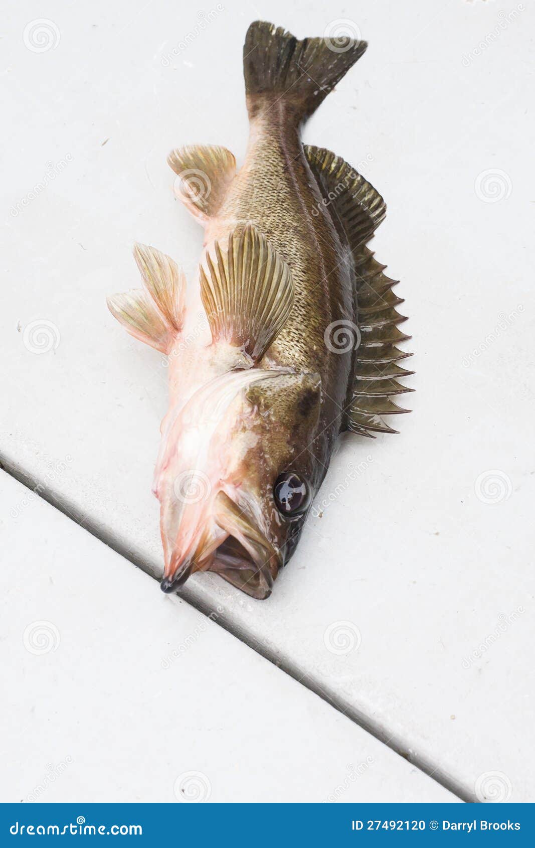 Pescados De La Roca En Barco Foto de archivo - Imagen de pesca ...