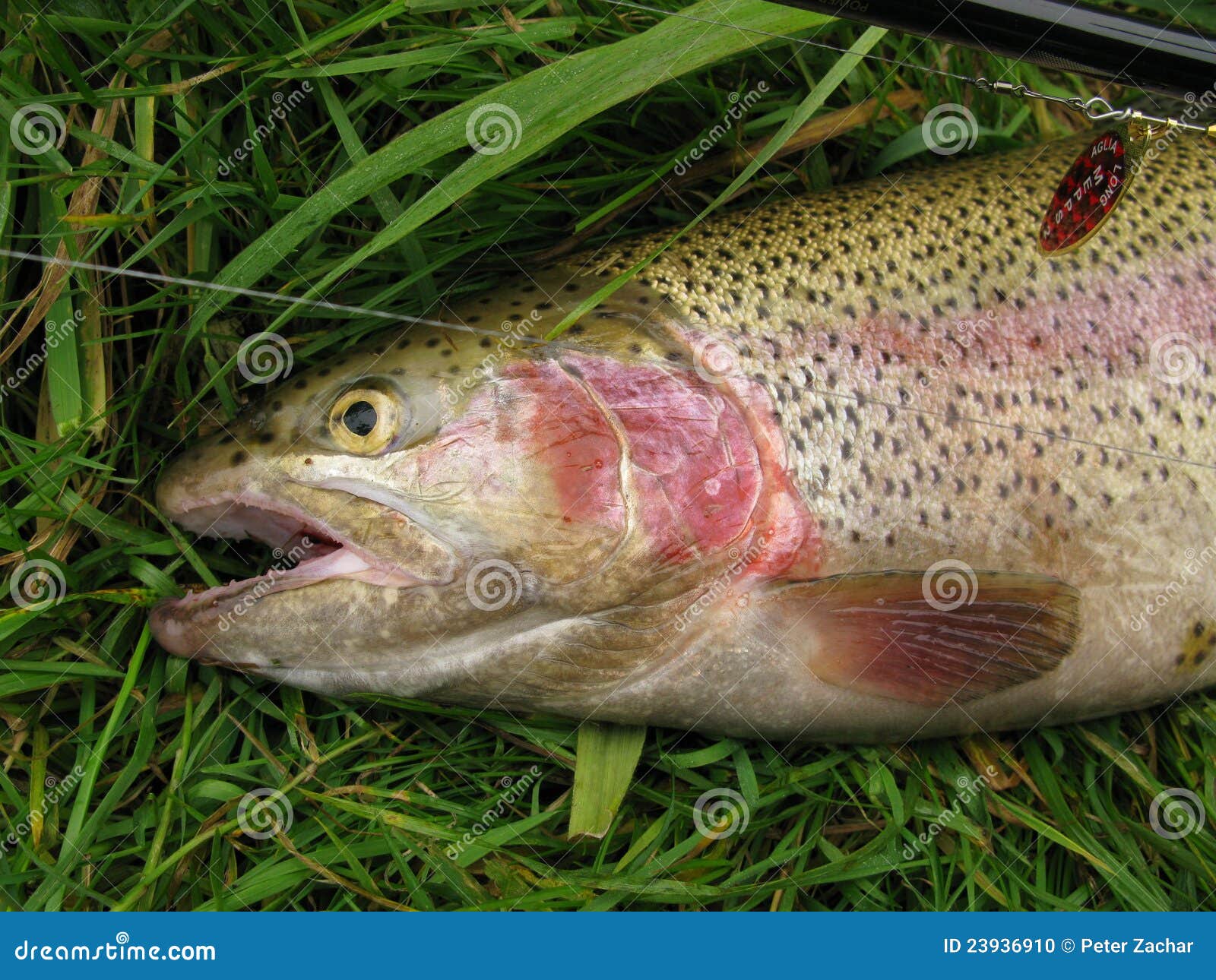 Pescados de la trucha foto de archivo. Imagen de pescados - 23936910
