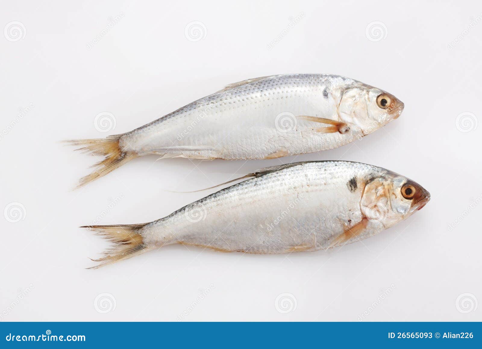 Pescados de los arenques imagen de archivo. Imagen de pescados - 26565093