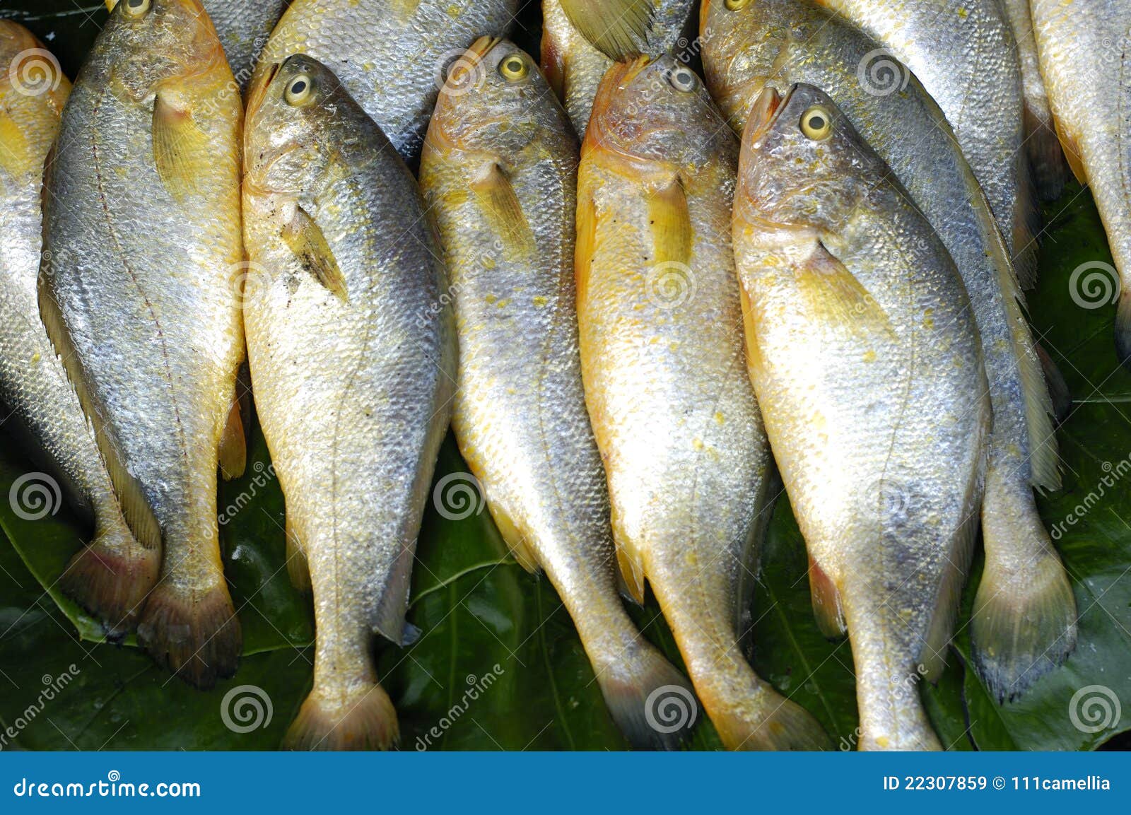 Pescados de mar imagen de archivo. Imagen de travieso - 22307859