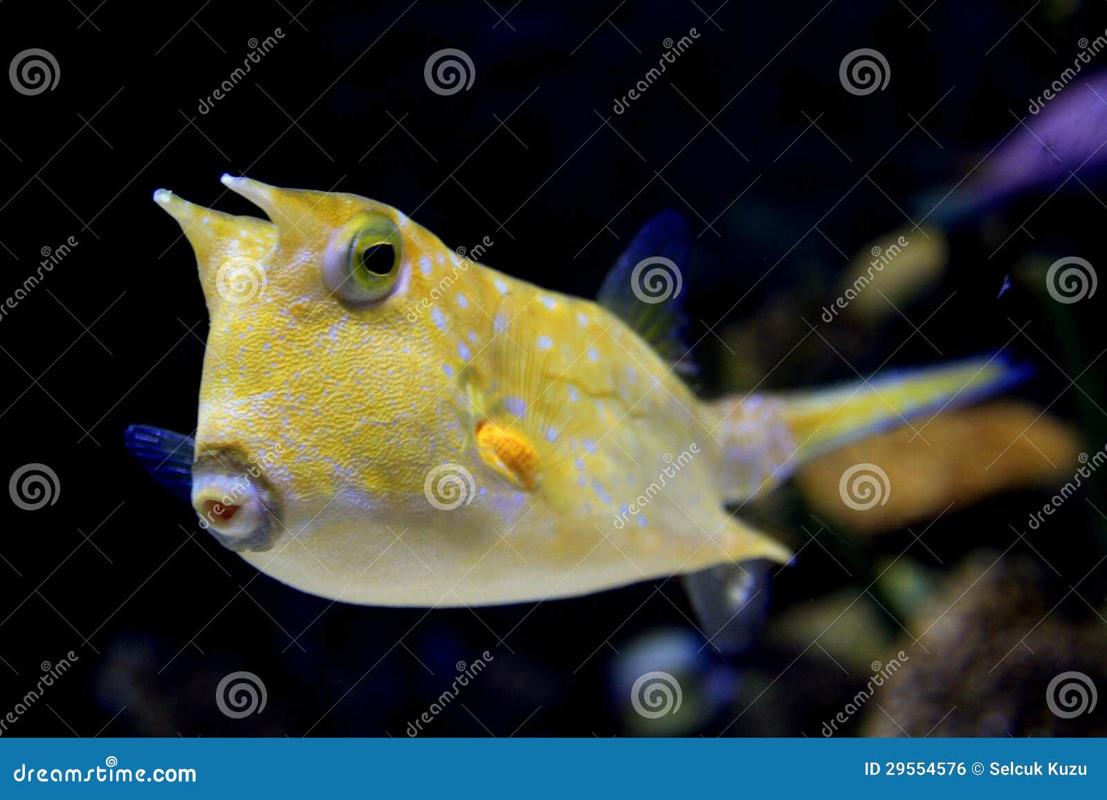 Pescados de mar 2 foto de archivo. Imagen de colorido - 29554576