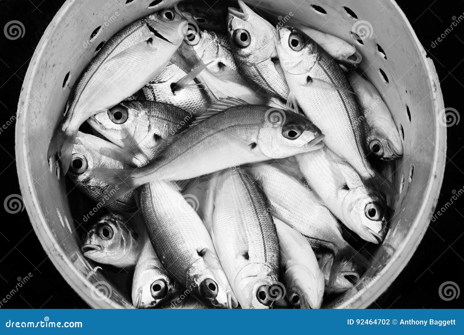 Pescados de mar en un cubo foto de archivo. Imagen de cebo - 92464702