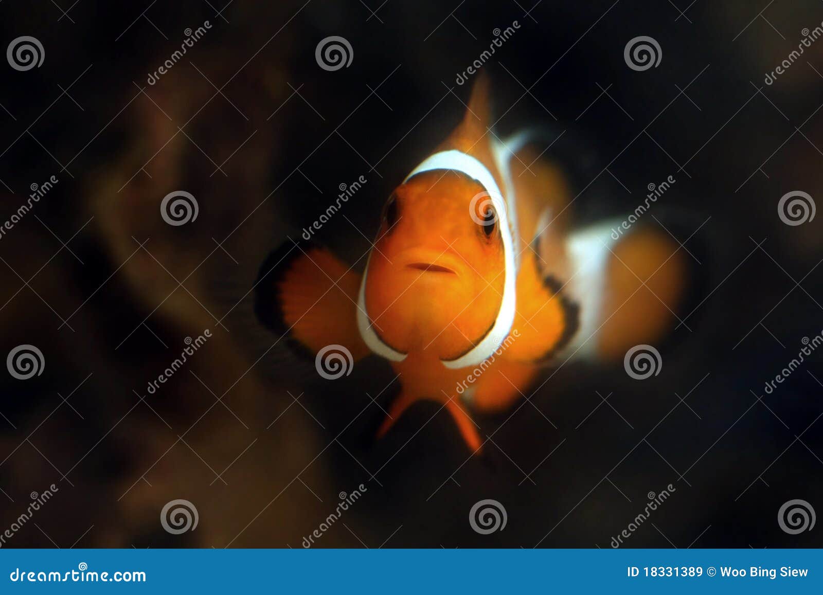 Pescados de Nemo imagen de archivo. Imagen de blanco - 18331389