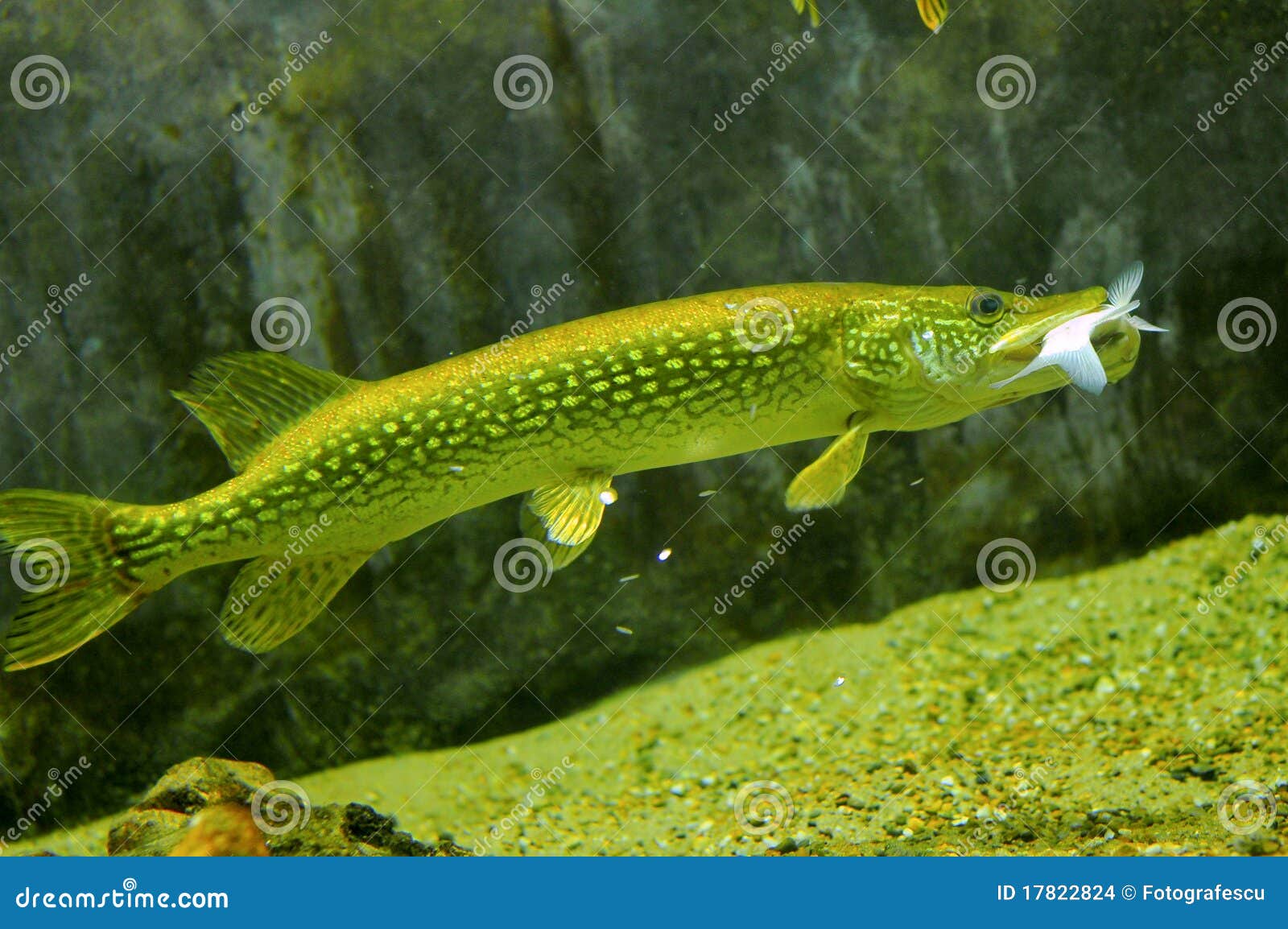Pescados de Pike foto de archivo. Imagen de agua, lucio - 17822824