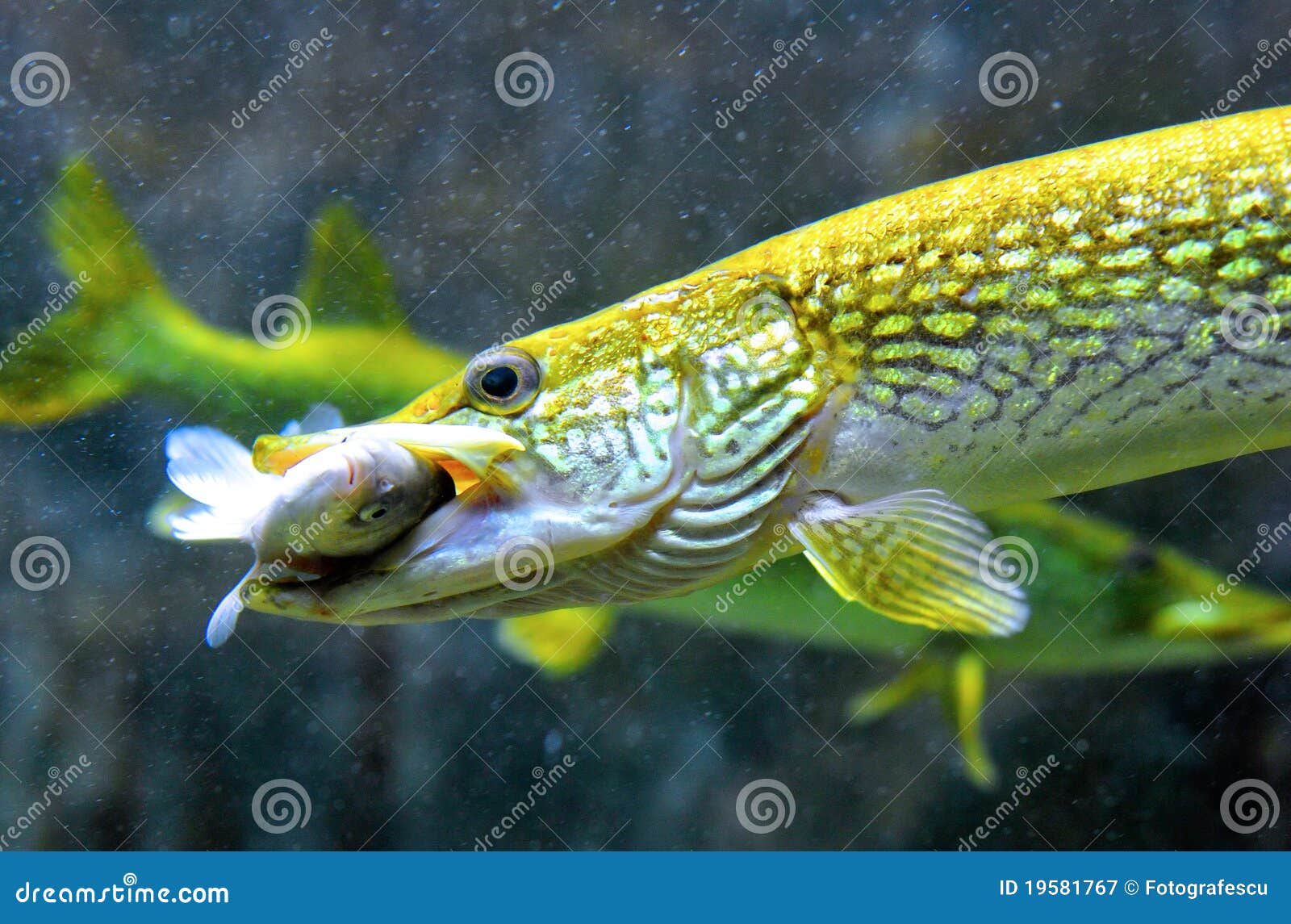 Pescados de Pike imagen de archivo. Imagen de papadas - 19581767