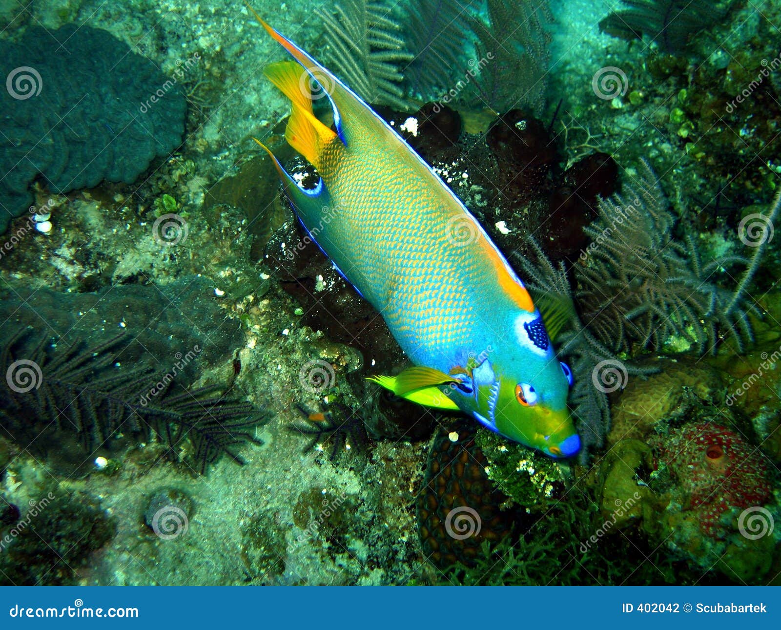 Pescados del ángel foto de archivo. Imagen de salto, bucear - 402042