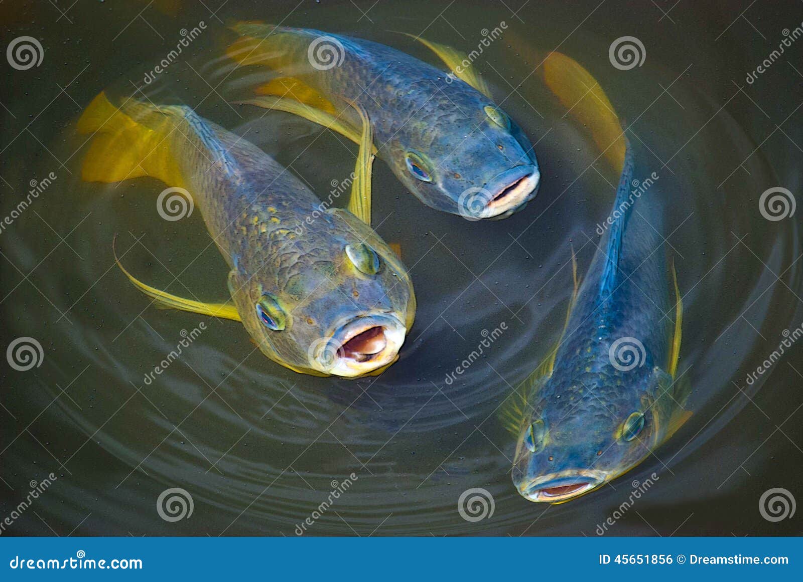 Pescados del canto foto de archivo. Imagen de cubo, bocas - 45651856