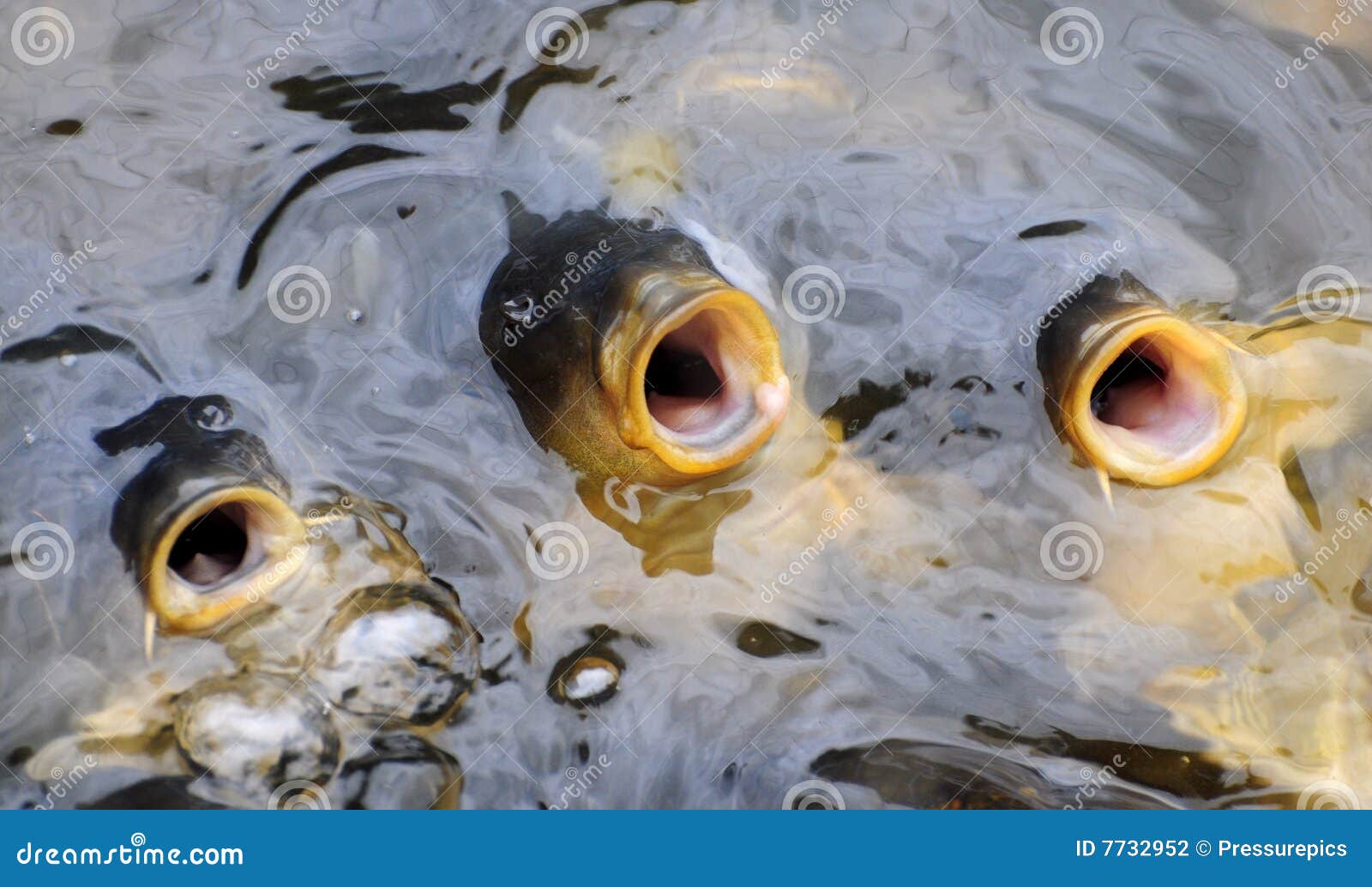 Pescados del canto foto de archivo. Imagen de agua, fresco - 7732952