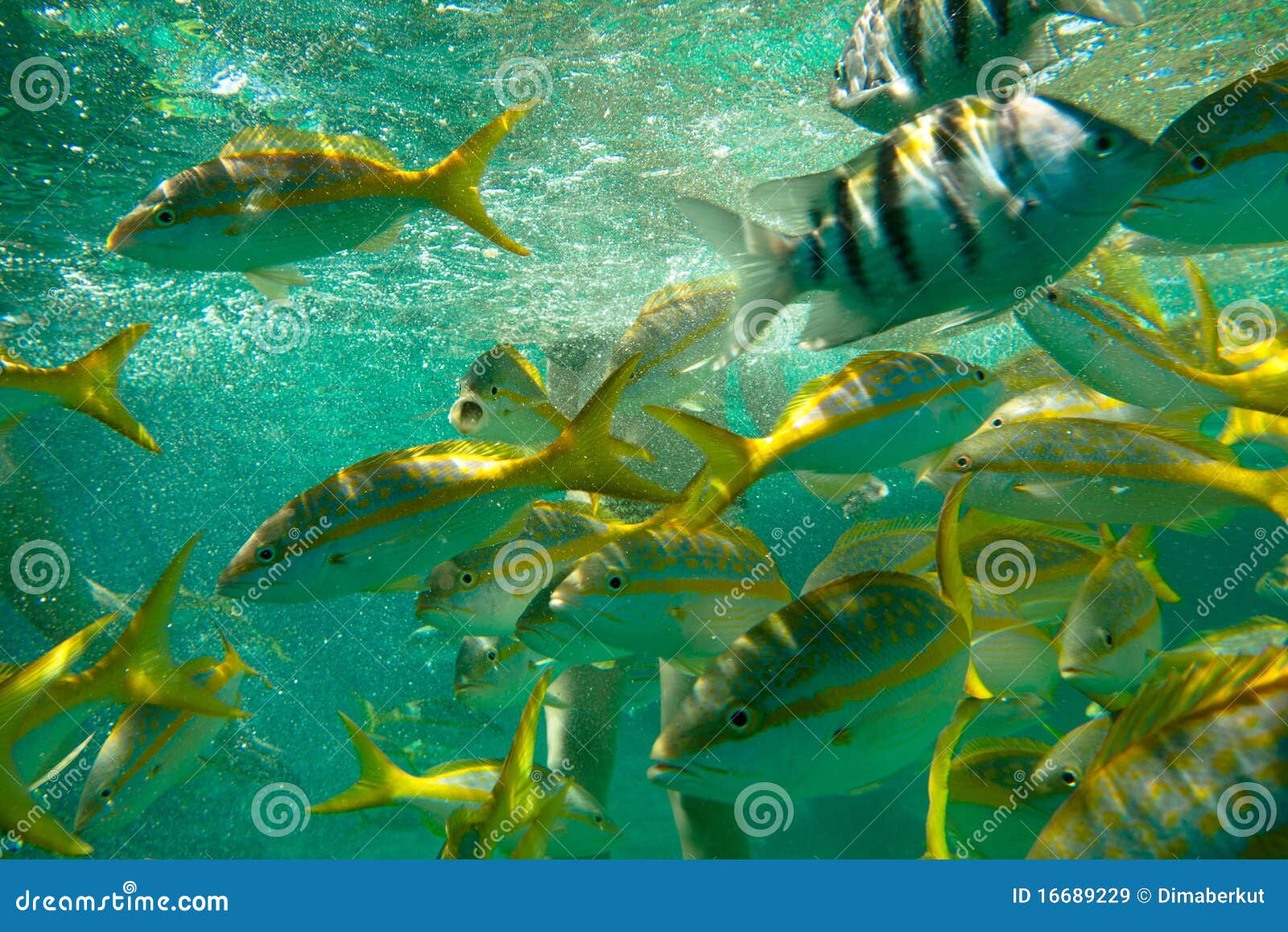 Pescados del Caribe imagen de archivo. Imagen de azul - 16689229