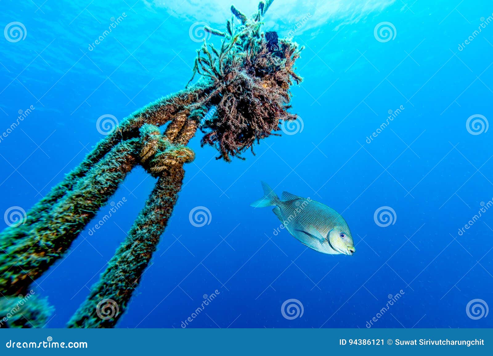 Pescados Del Javus De Siganus Del Rabbitfish De Java Imagen de archivo ...