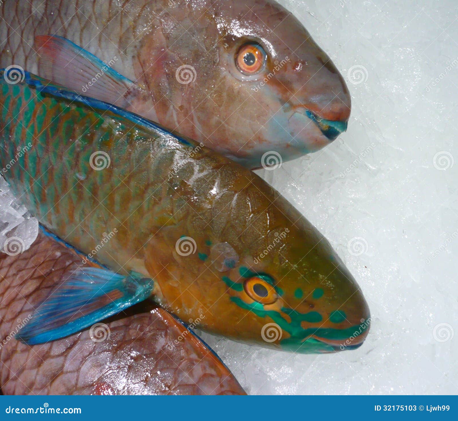 Pescados del loro imagen de archivo. Imagen de azul, alimento - 32175103
