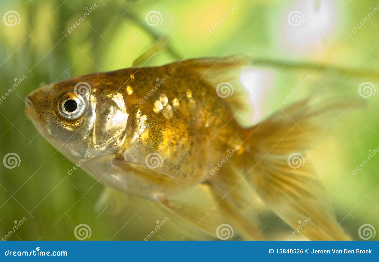 Pescados del oro foto de archivo. Imagen de aislado, aleta - 15840526