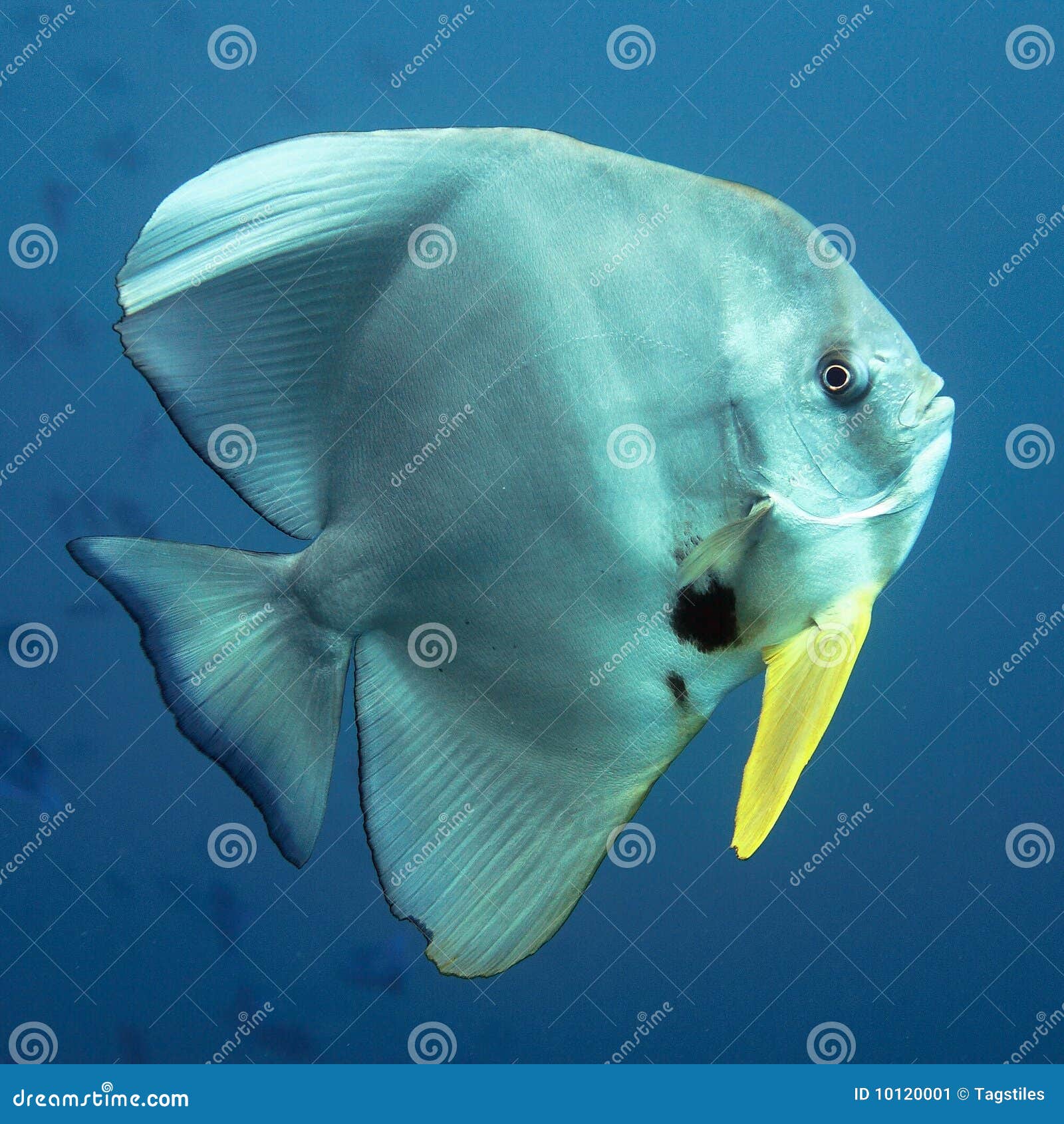 Pescados del palo imagen de archivo. Imagen de pescados - 10120001