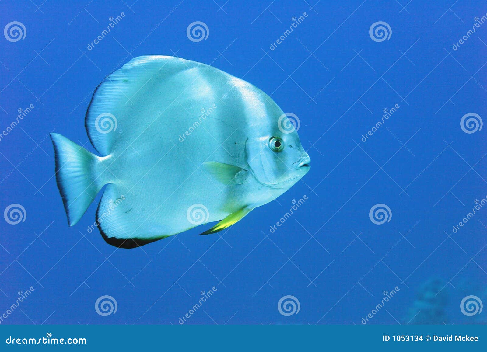 Pescados del palo foto de archivo. Imagen de marina, palo - 1053134