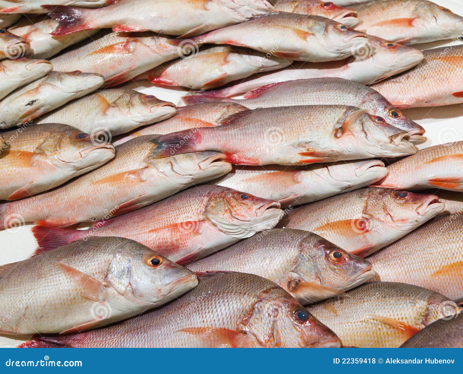 Pescados del pargo rojo foto de archivo. Imagen de cubo - 22359418