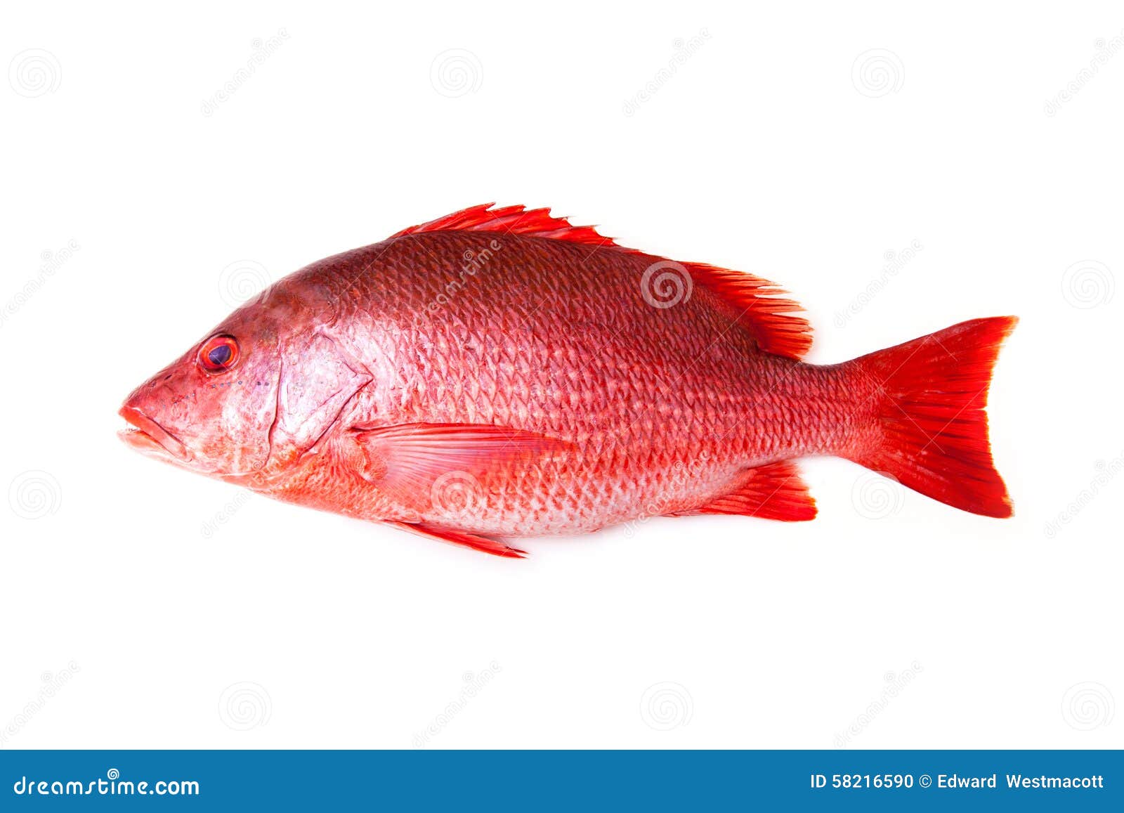 Pescados del pargo rojo foto de archivo. Imagen de sano - 58216590